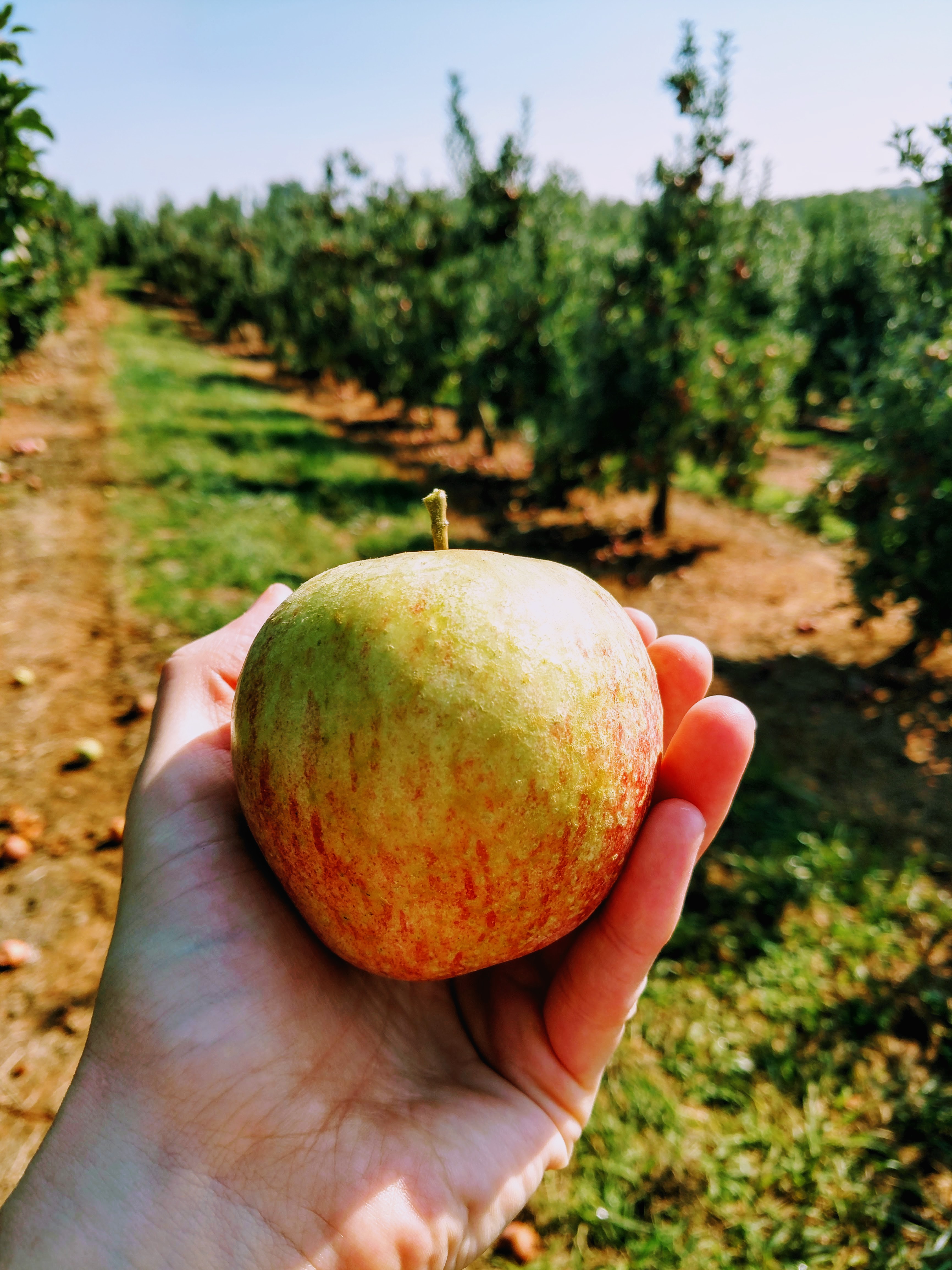 Picking Apples & Slow Cooker Applesauce